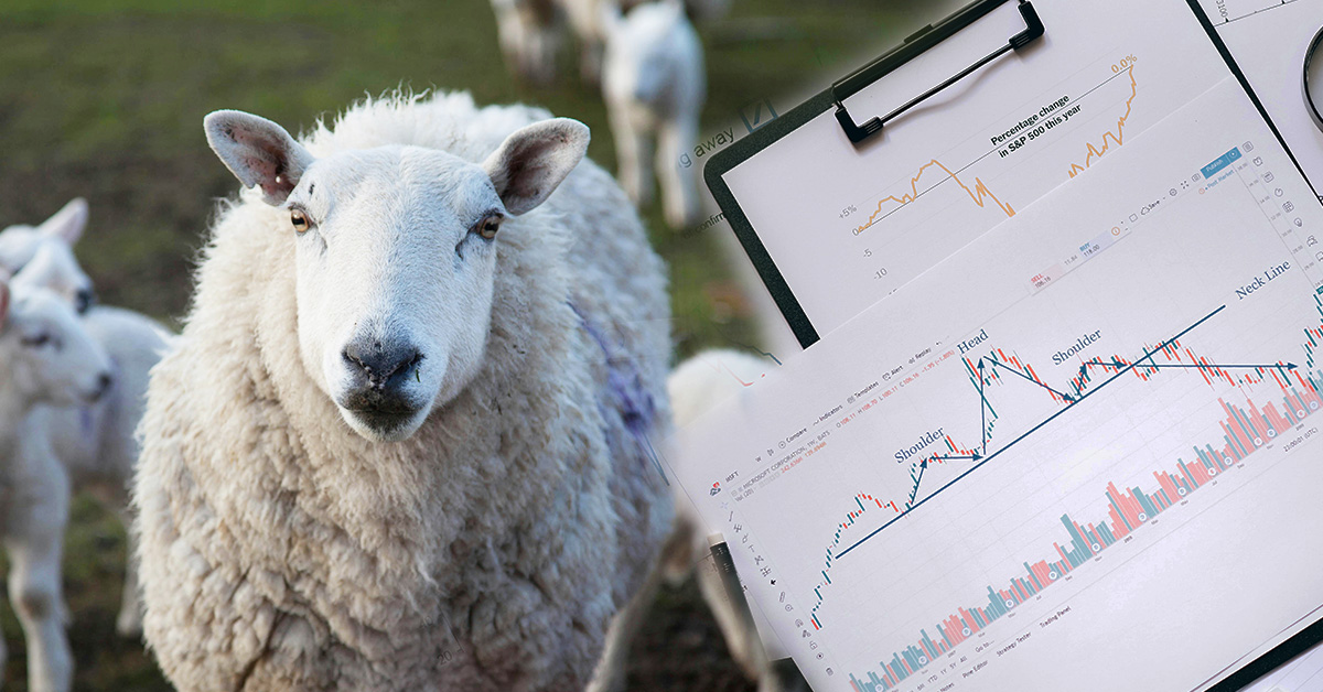 How Does Sheep Farming Contribute to Australia's Economy? - UGG Boots ...